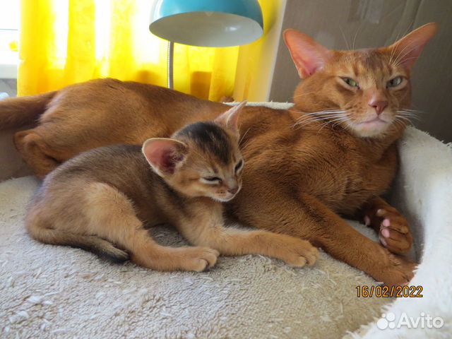 Абиссинец вязка