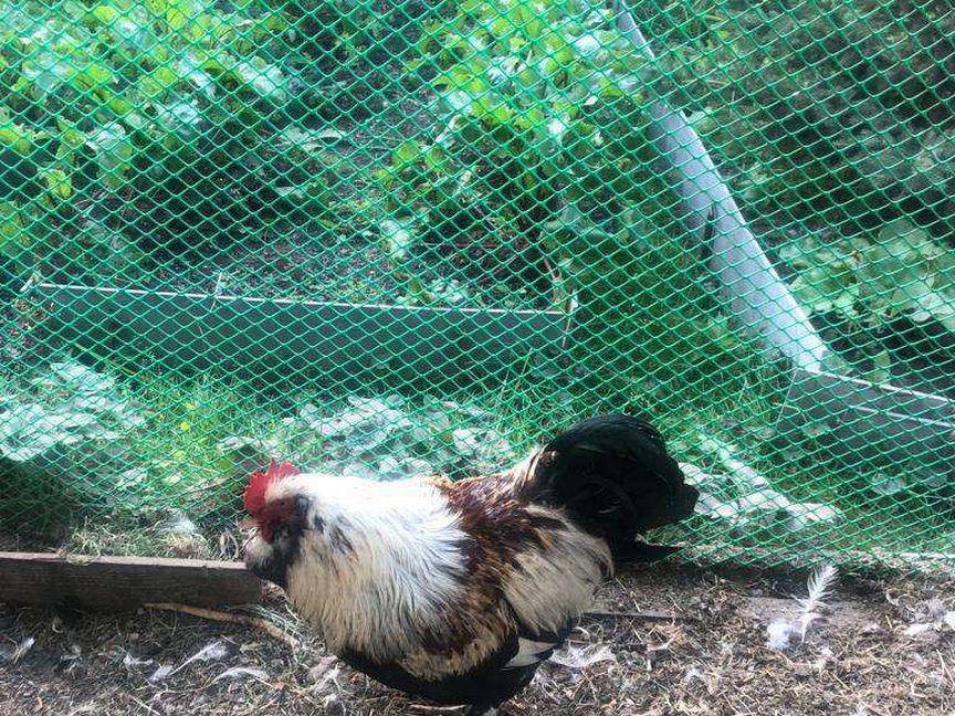 Курицы несушки