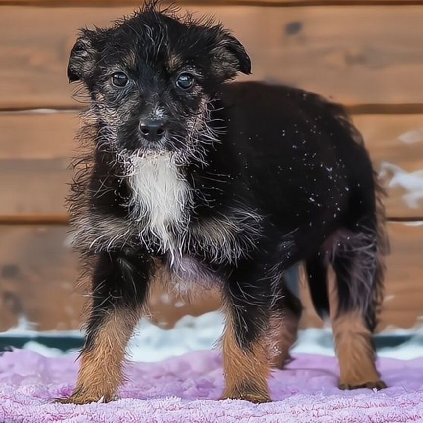 Щенок в добрые руки