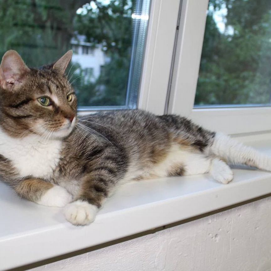 Ласковый кот ищет дом и место в вашем сердце