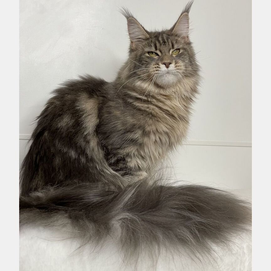 Кошечка мейн-кун