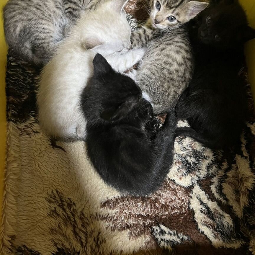 Отдам котят в добрые и ответственные руки