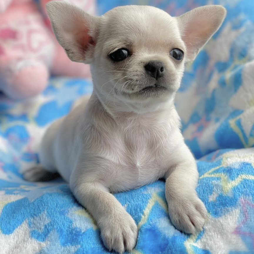 Девочка чихуахуа г-ш