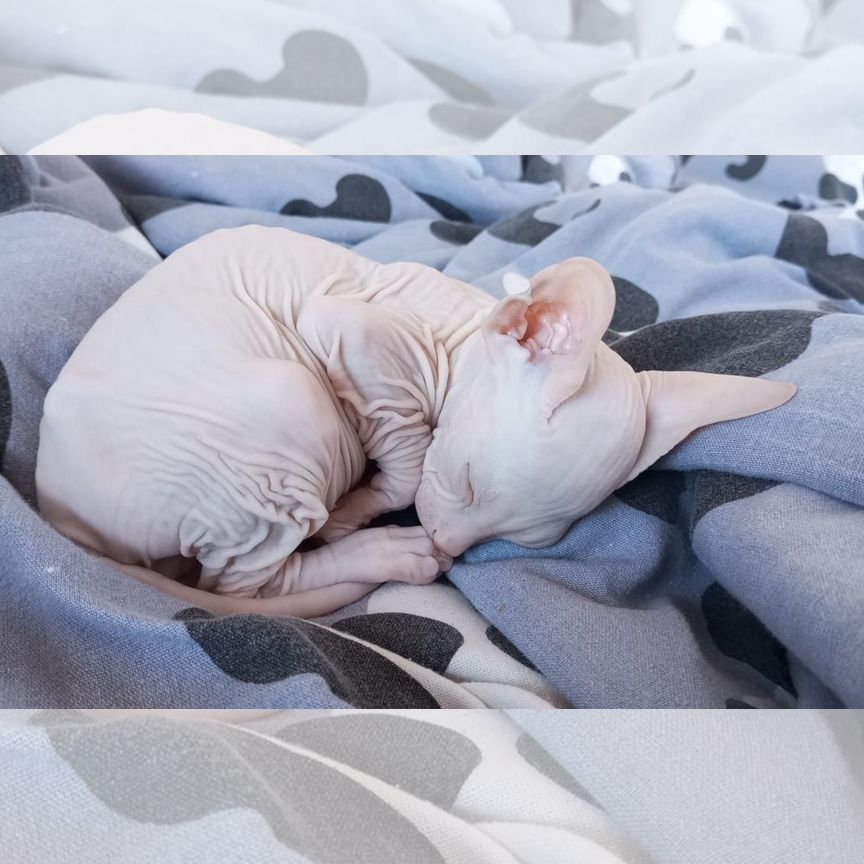 Котенок Донской Сфинкс мальчик