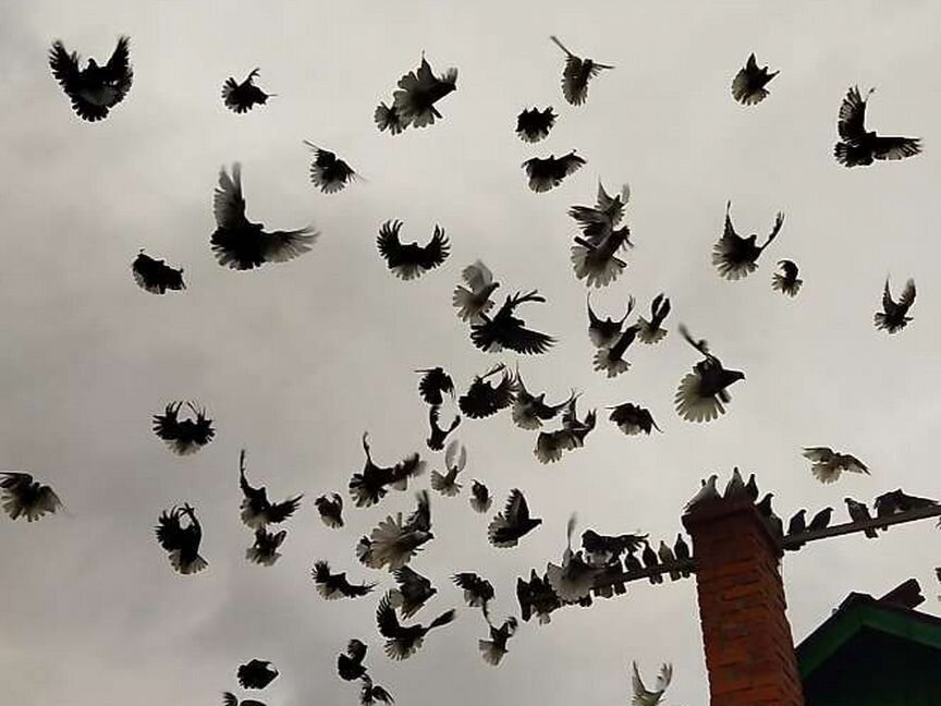 Голуби серпастые