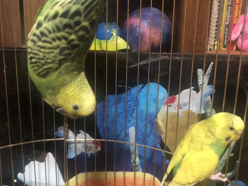 Волнистый попугай