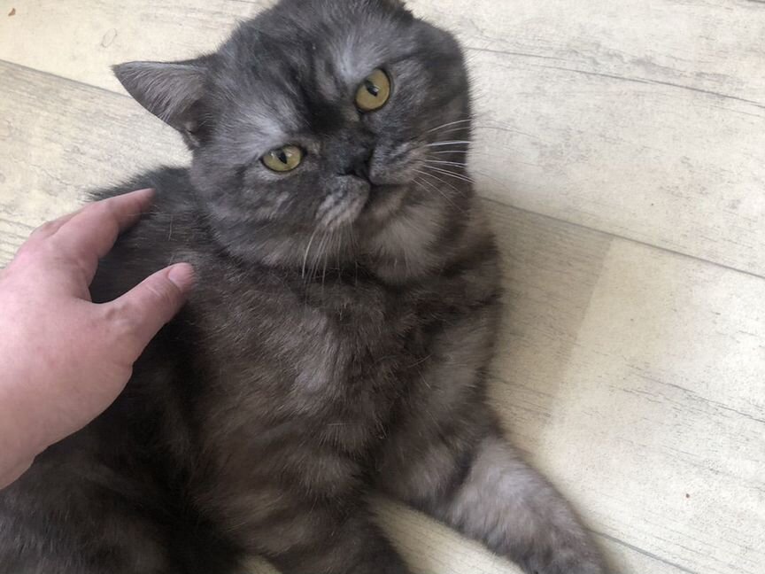Кот британский