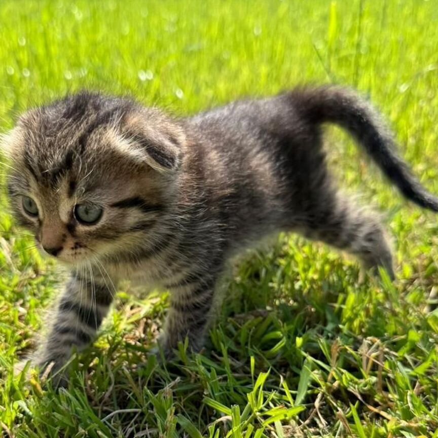 Домашние животные котята бесплатно