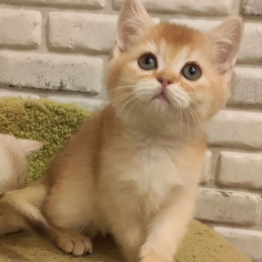 Шотландские котята