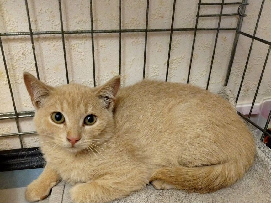 Персиковый мальчик