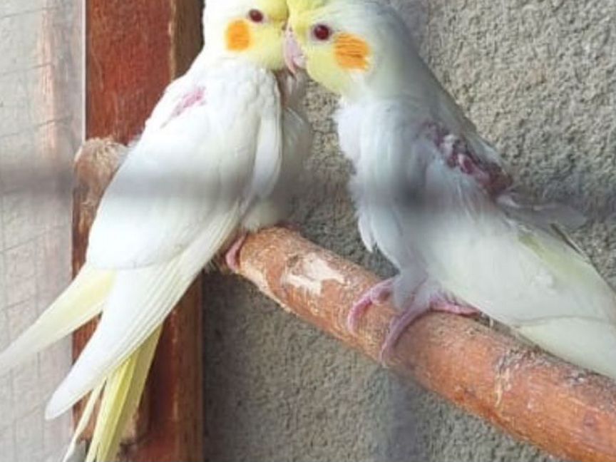 Попугаи корелла