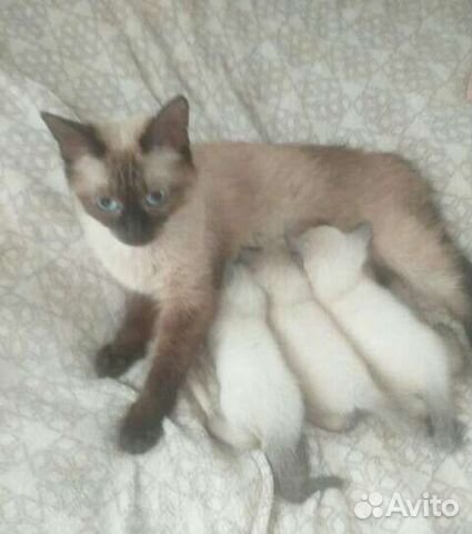 Сиамские котята