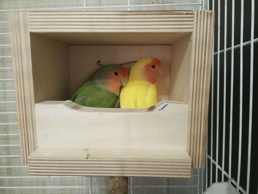 Домик/Гнездо для попугаев, птичек