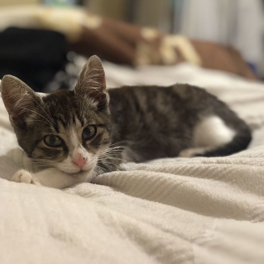 Котята в добрые руки, мальчик, 4-5 мес