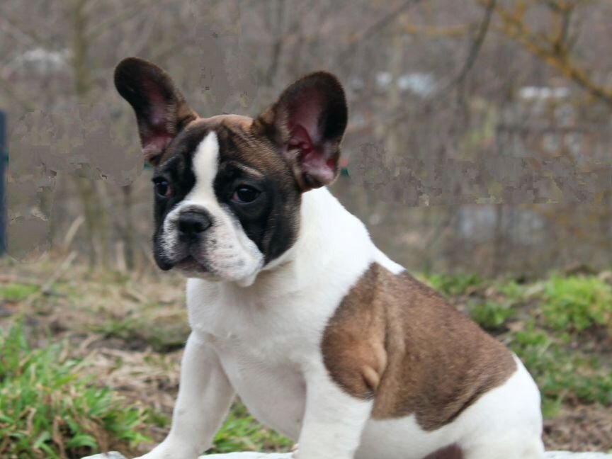 Французский бульдог щенки