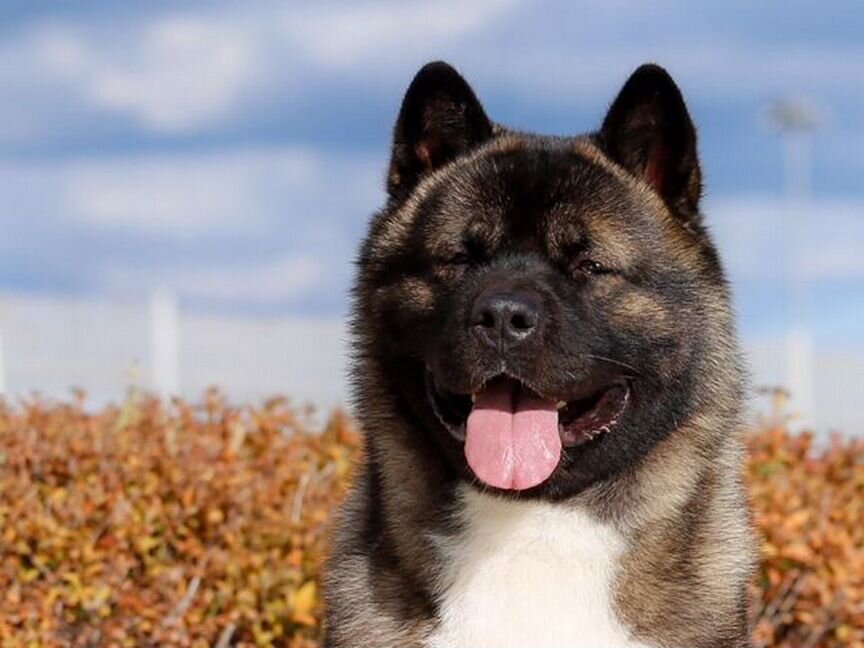 Американская акита вязка