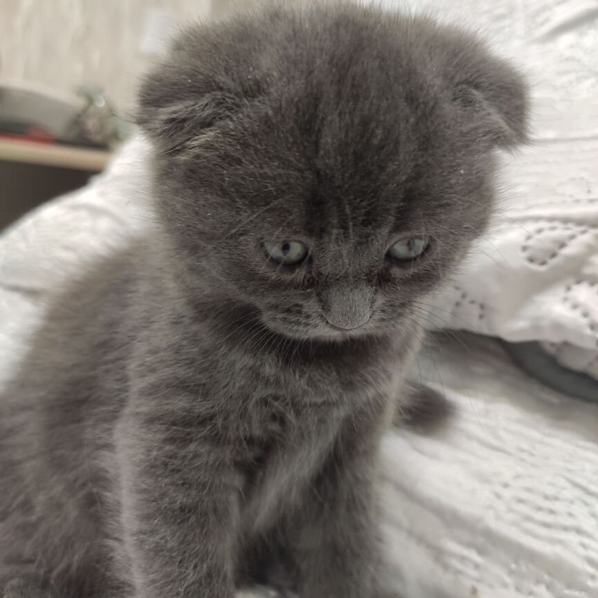 Британская кошечка