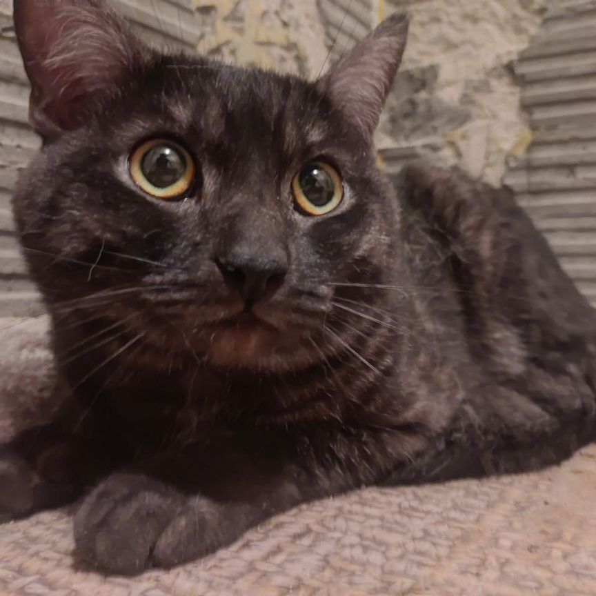 Бесплатно отдам котика