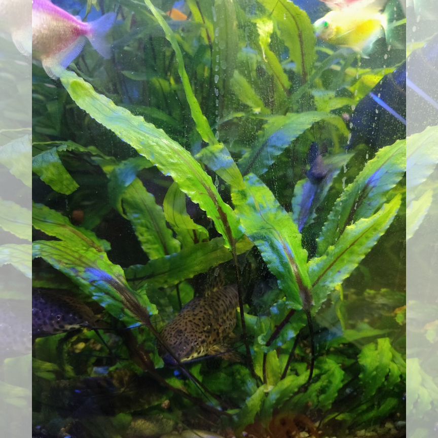 Криптокорина Вендта (Cryptocoryne wendtii)