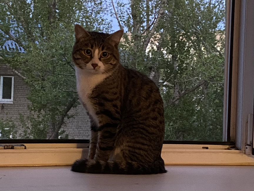 Кот барсик