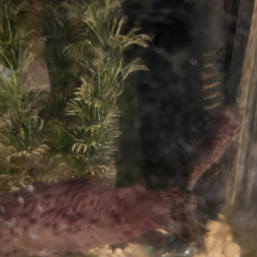 Аквариумные сомы