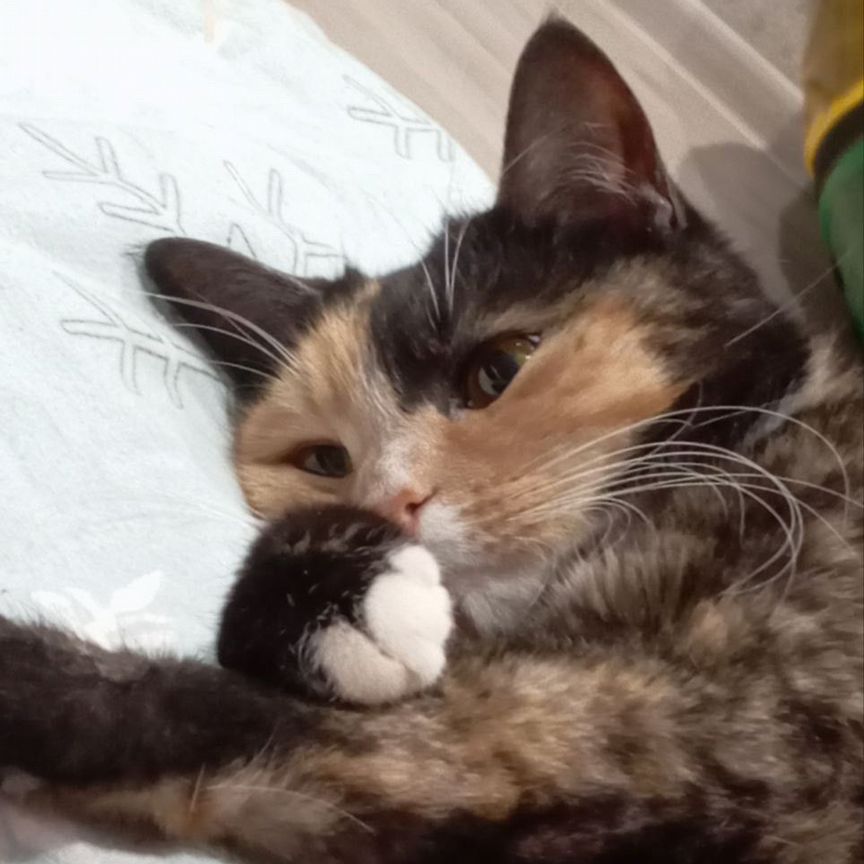 Кошка в добрые руки