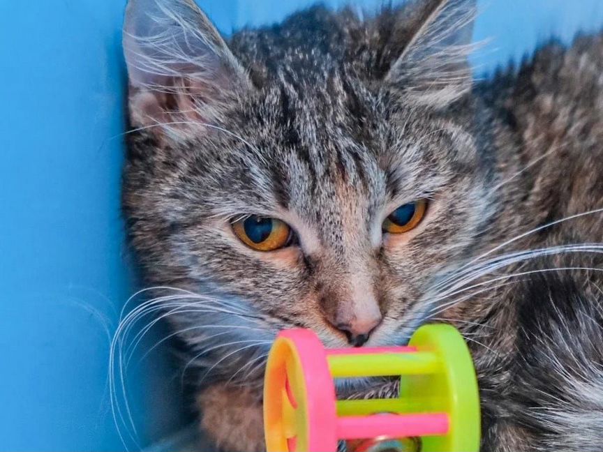 Беверли грустит в боксе приюта