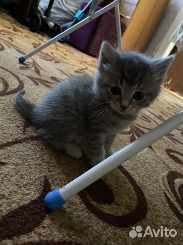 Кошка