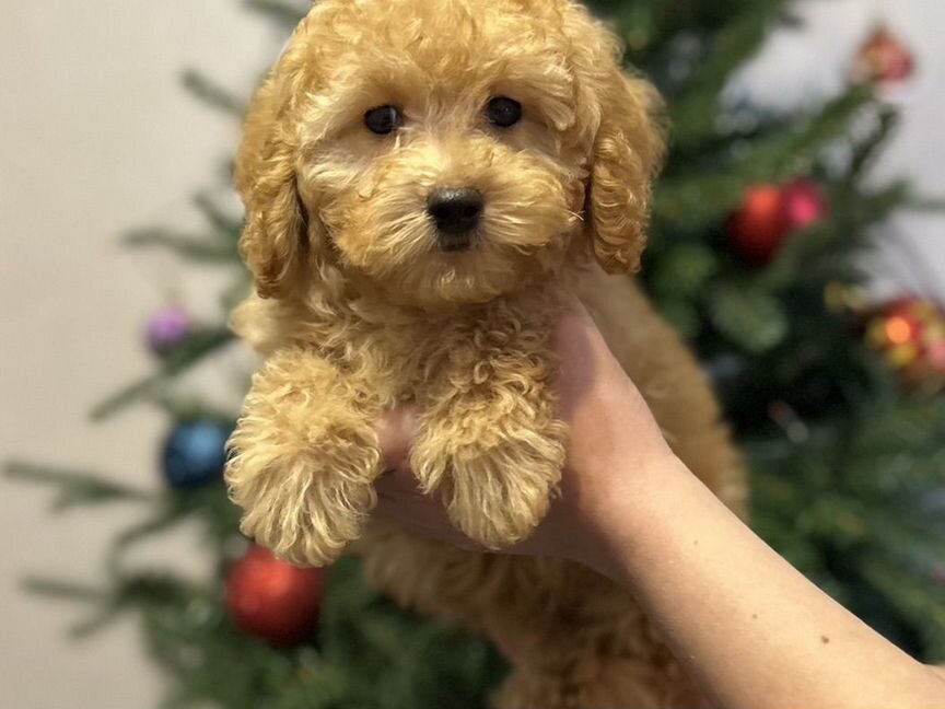 Щенки карликового пуделя