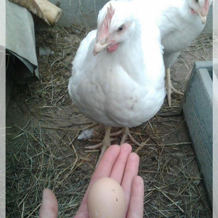 Куры несушки Кросс Коралл порода