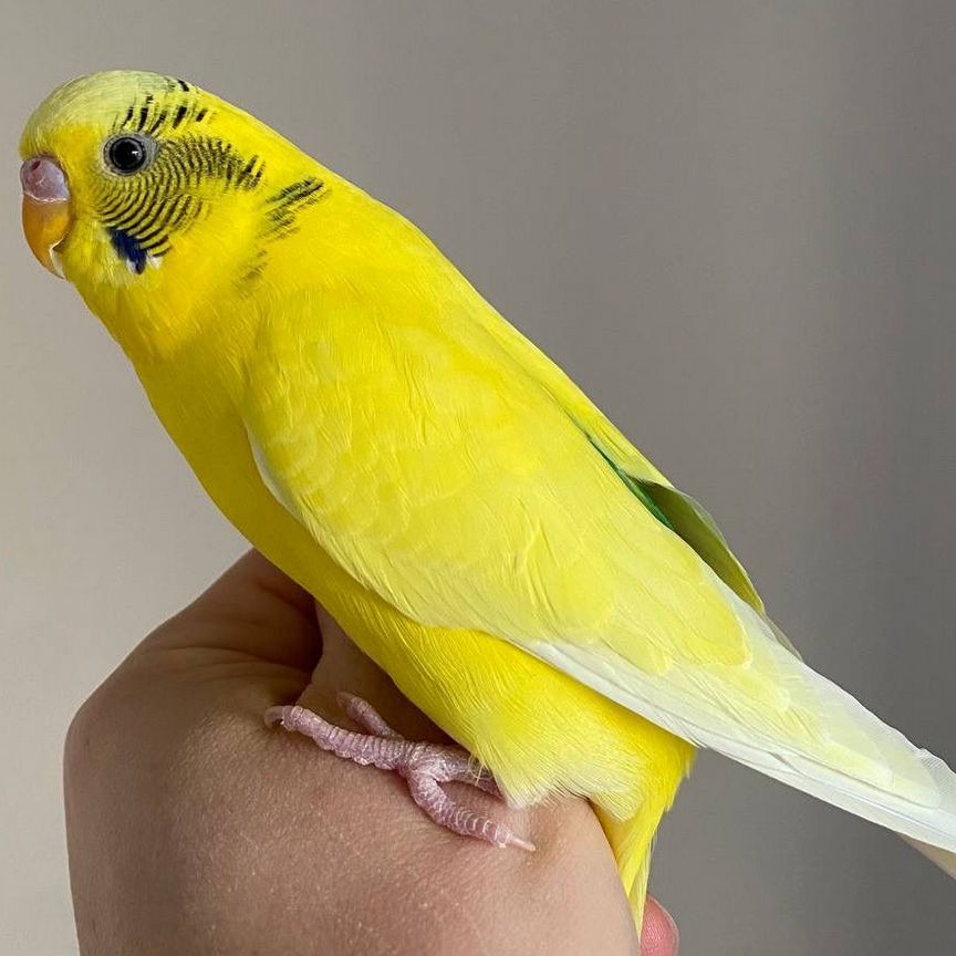 Попугаи чех и получех