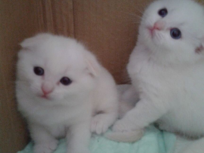 Шотландские вислоухие котята