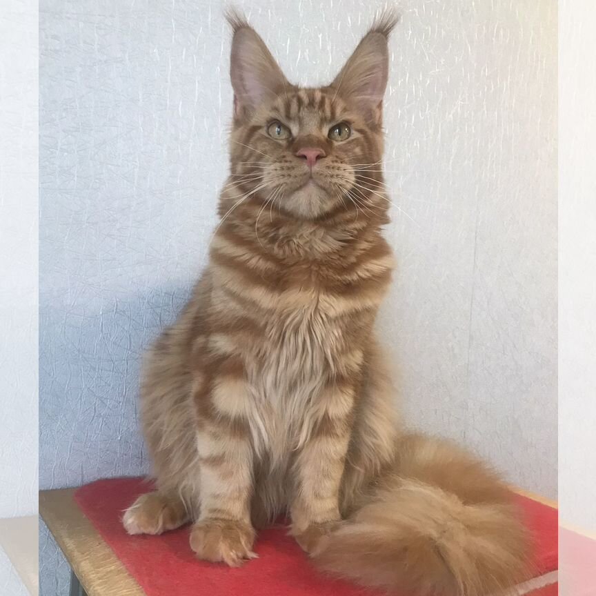 Мейн-кун котёнок