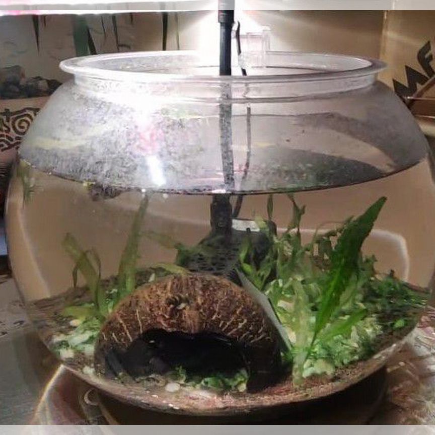 Круглый аквариум на 12 литров