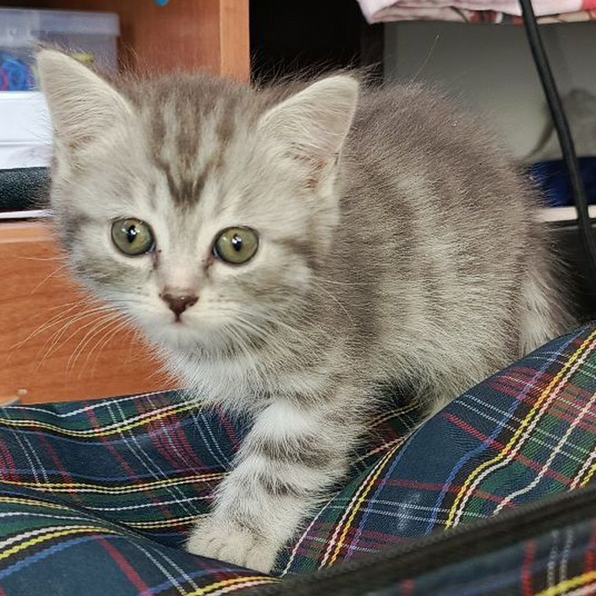 Котёнок в добрые руки