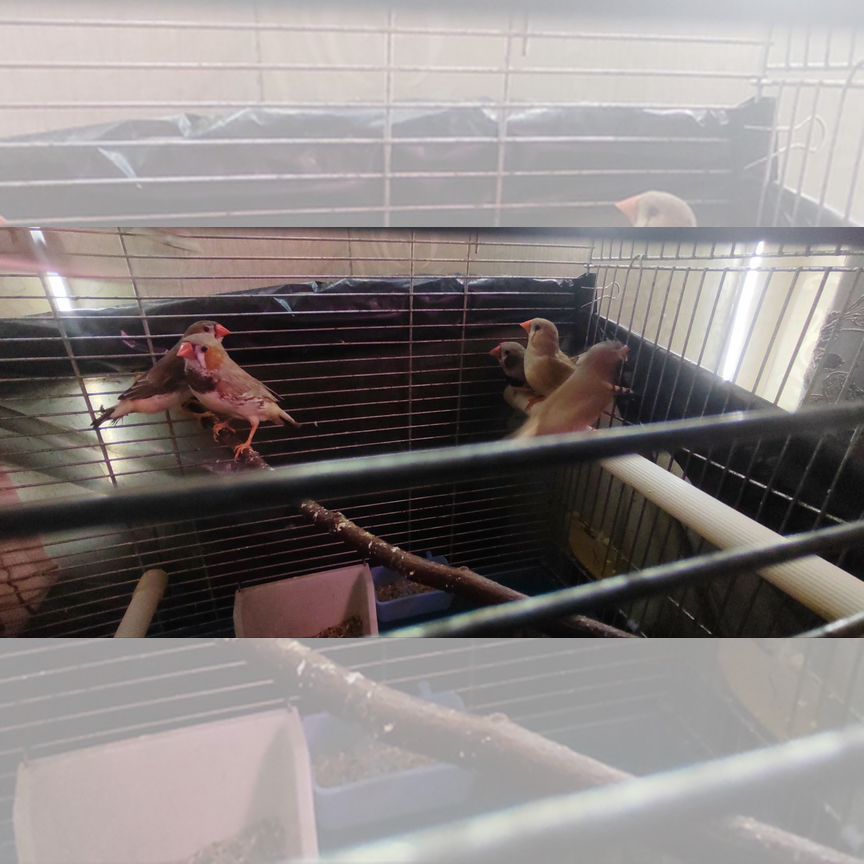 Зебровые амадины