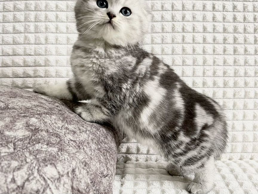 Шотландские вислоухие котята