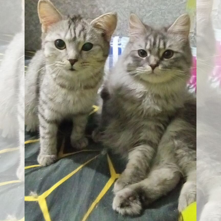 Британский длинношёрстный котёнок