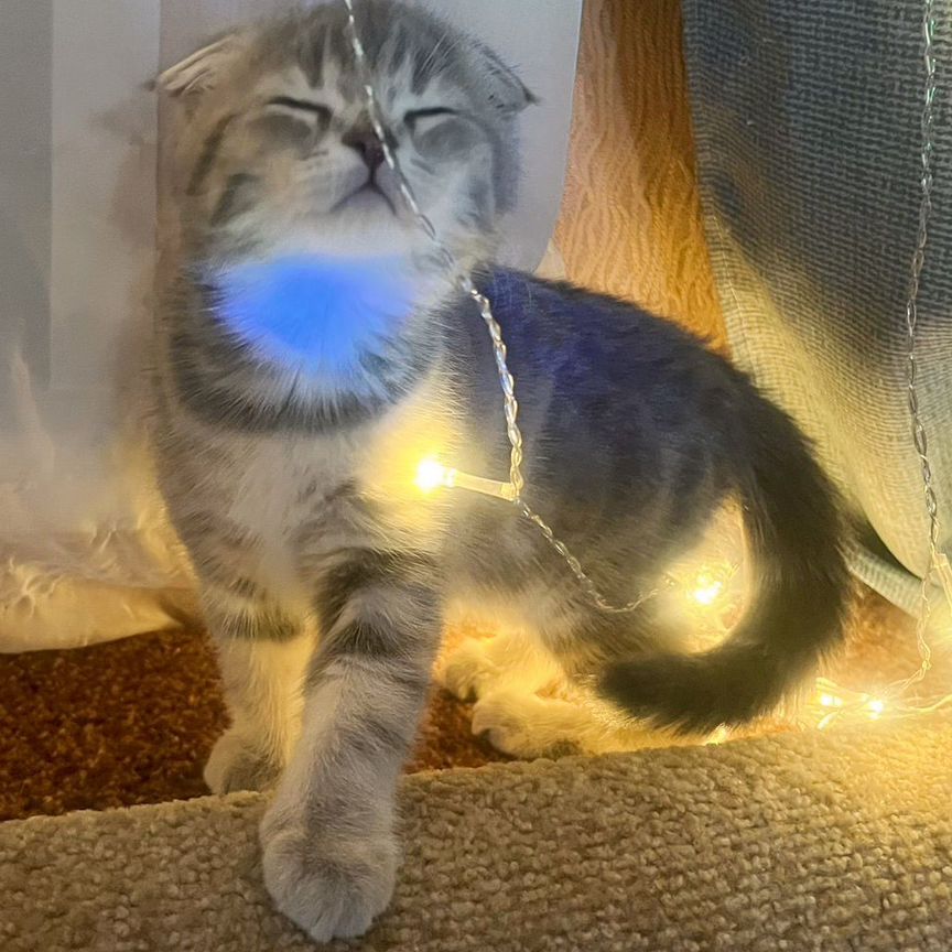 Вислоухая кошечка в семью