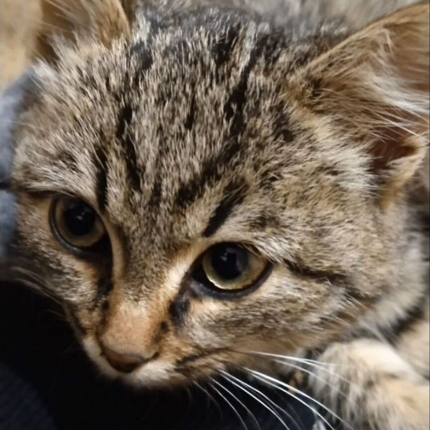 Кошечка Лили
