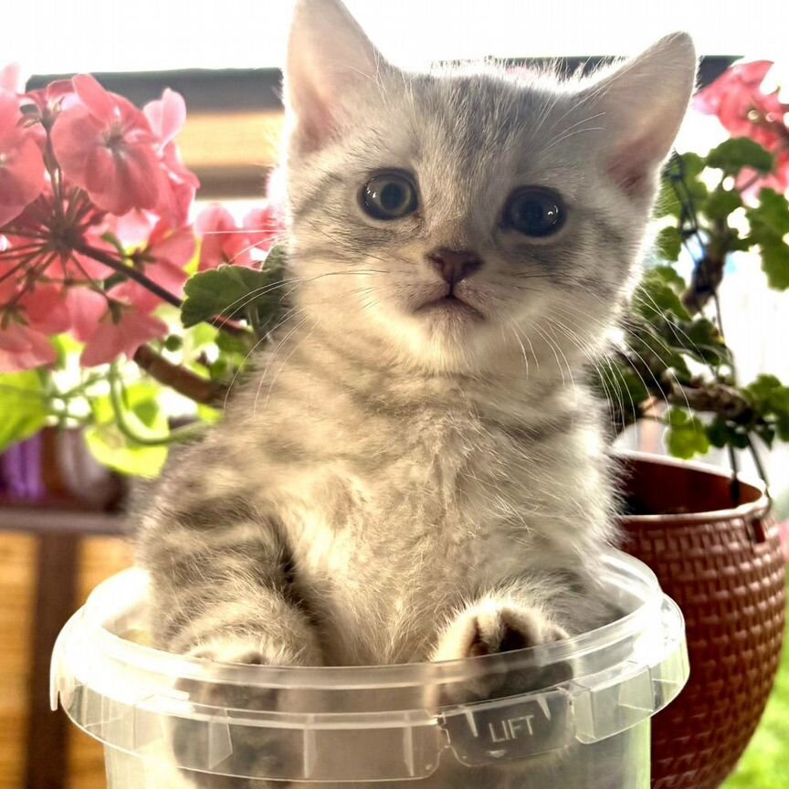 Шотландские прямоухие котята