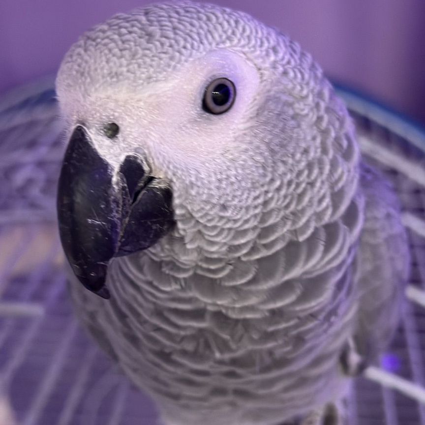 Крупный Попугай