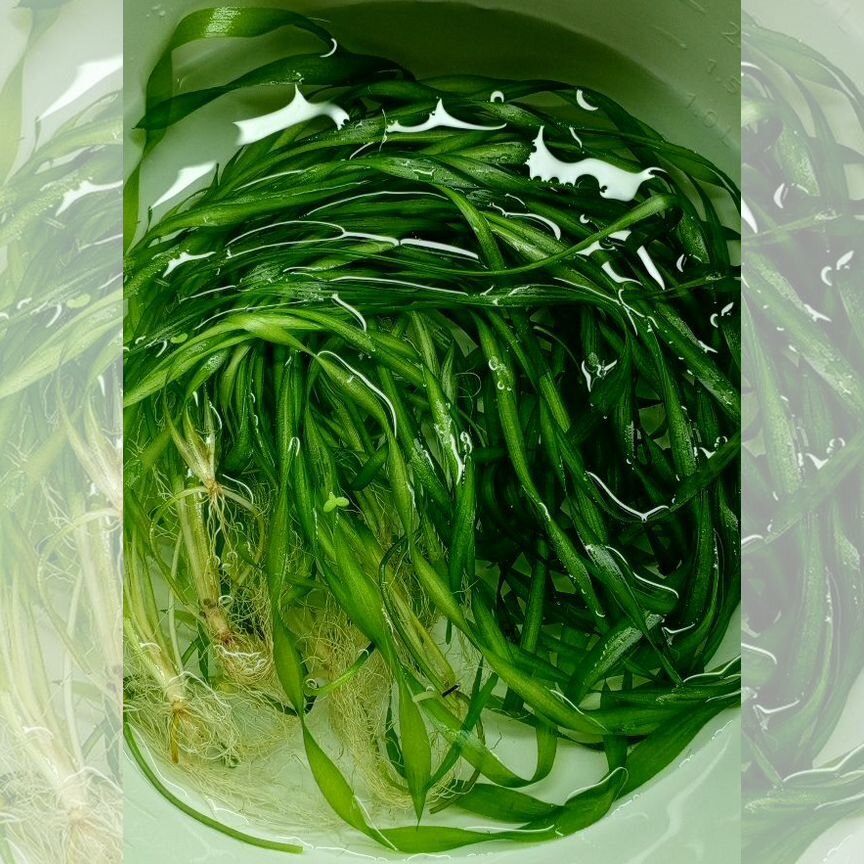 Аквариумное растение