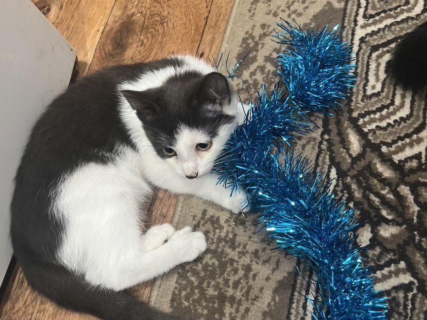 Отдам игривого котёнка