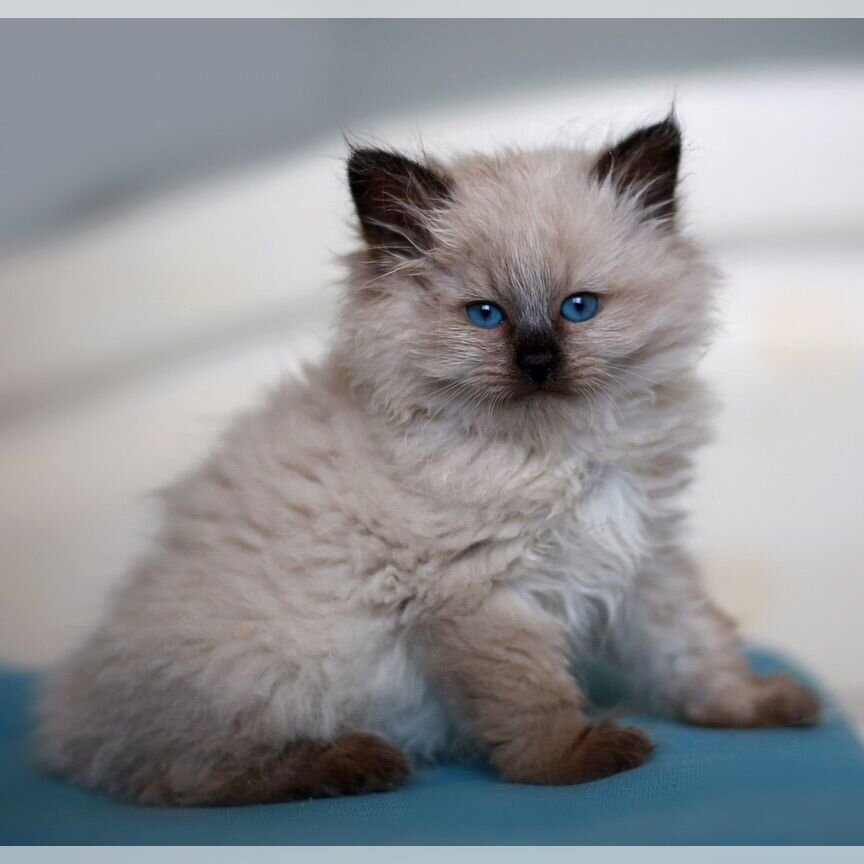 Невский маскарадный очень пушистый мальчик