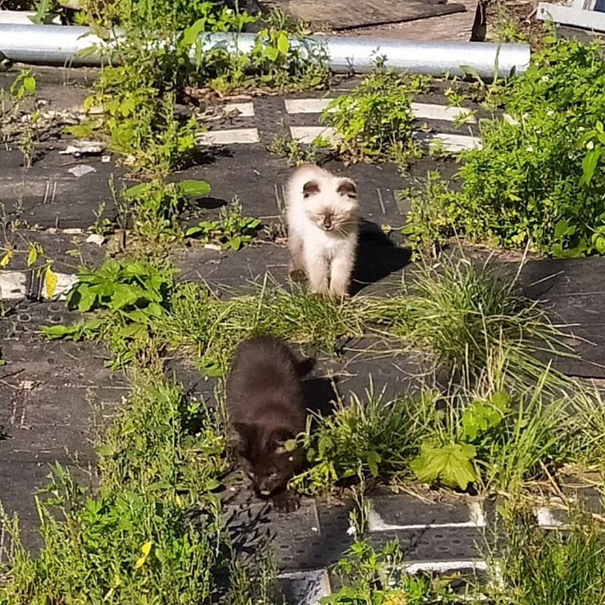 Котята в добрые руки бесплатно