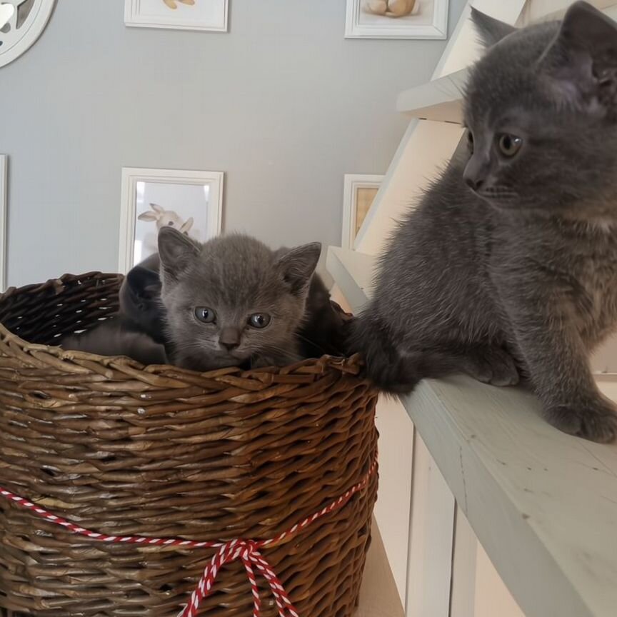 Британский короткошёрстный котёнок