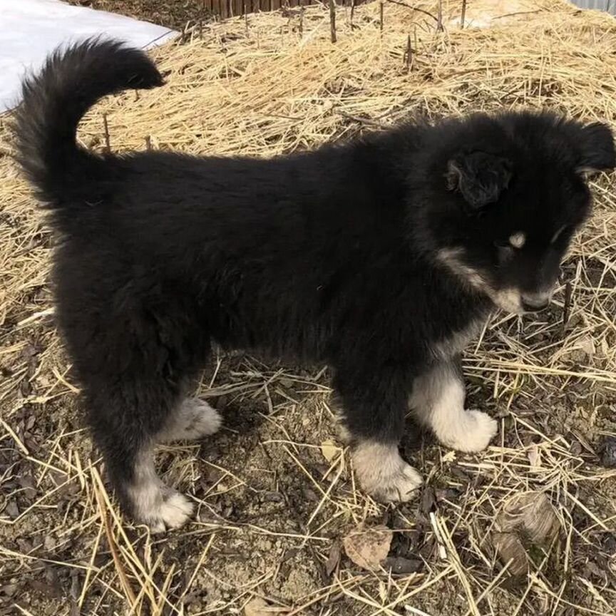 Аляскинский маламут, щенок