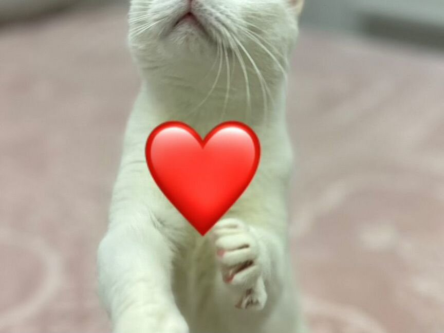 Кошечка сирота ищет дом