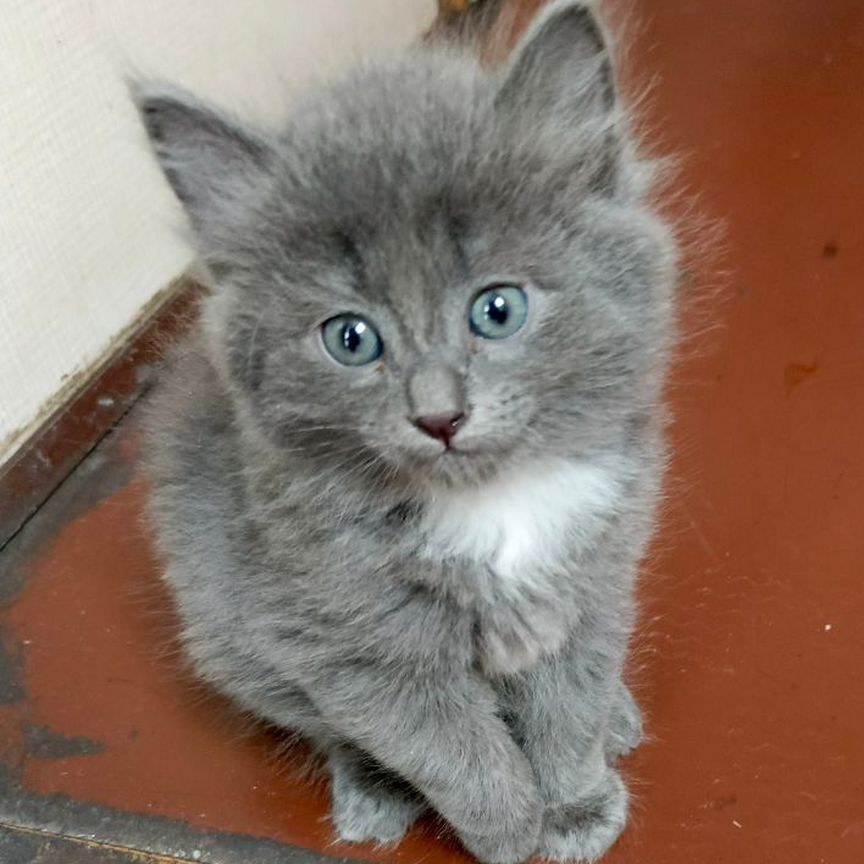 Котята в добрые руки.2мальчика,девочка